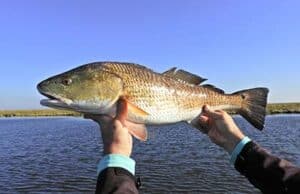 What Size Hook For Redfish? 2026